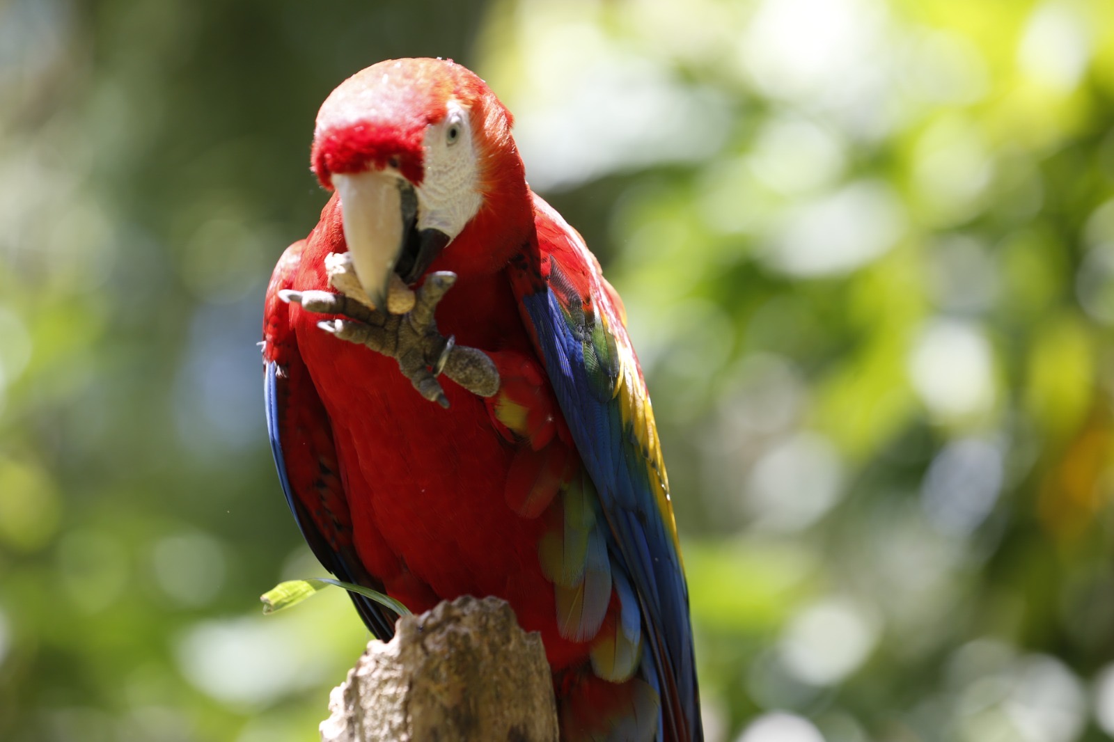 Panamá es un refugio de vida silvestre única e inigualable - Cero Estres